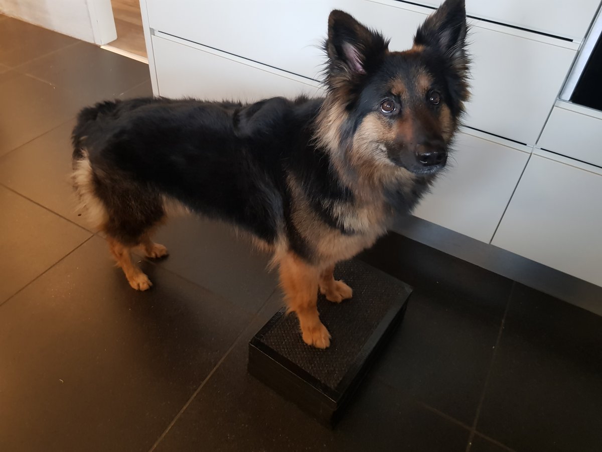 250 x 400 mm motorik podie - Motorik Podier - Tingtilhund.dk